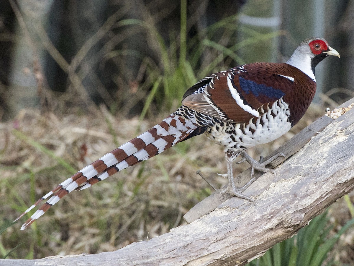 Elliot's Pheasant - Syrmaticus ellioti - Birds of the World