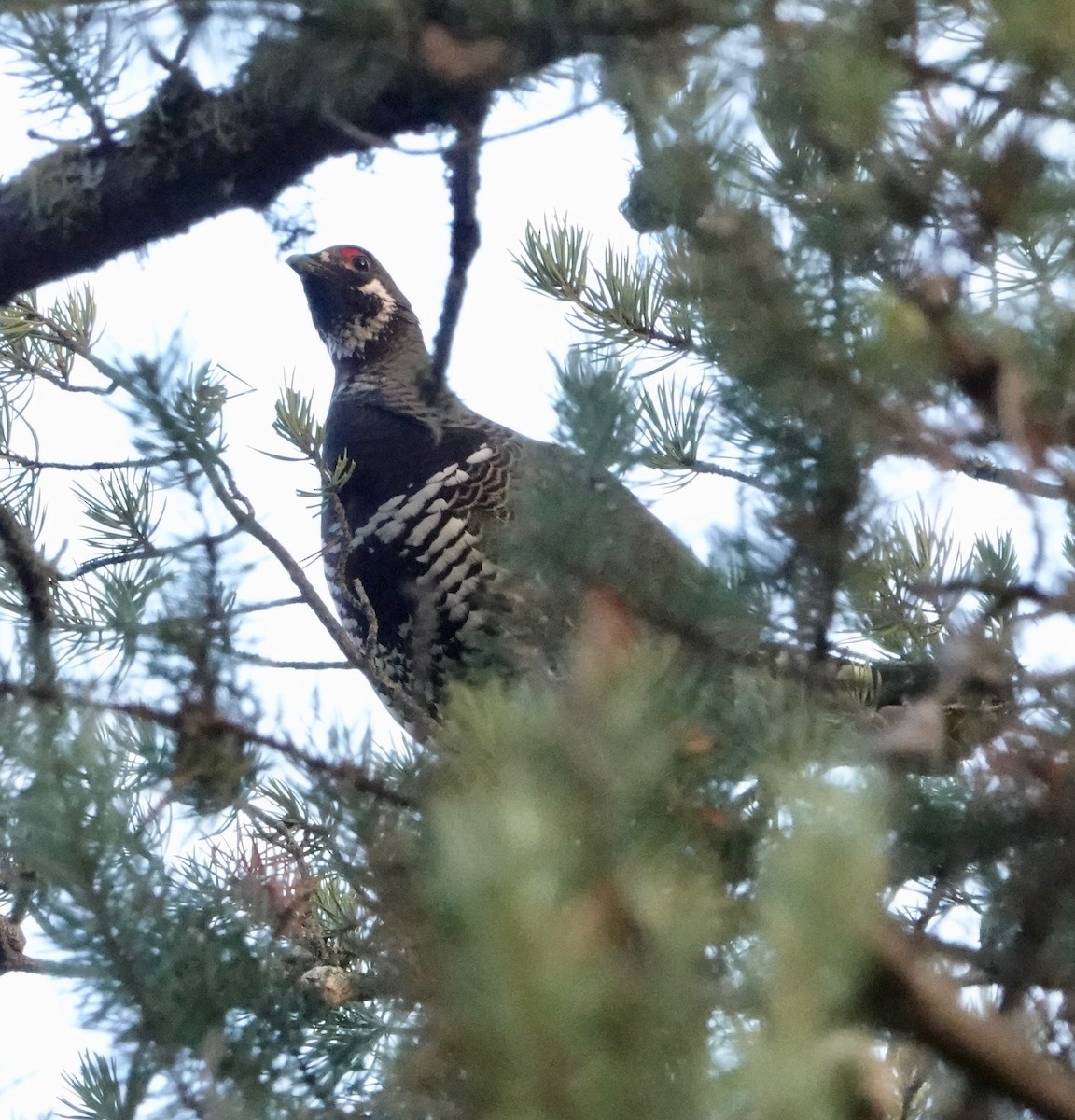 eBird Checklist - 3 Nov 2023 - 4680–4698 The Grade, Lutsen US-MN 47. ...