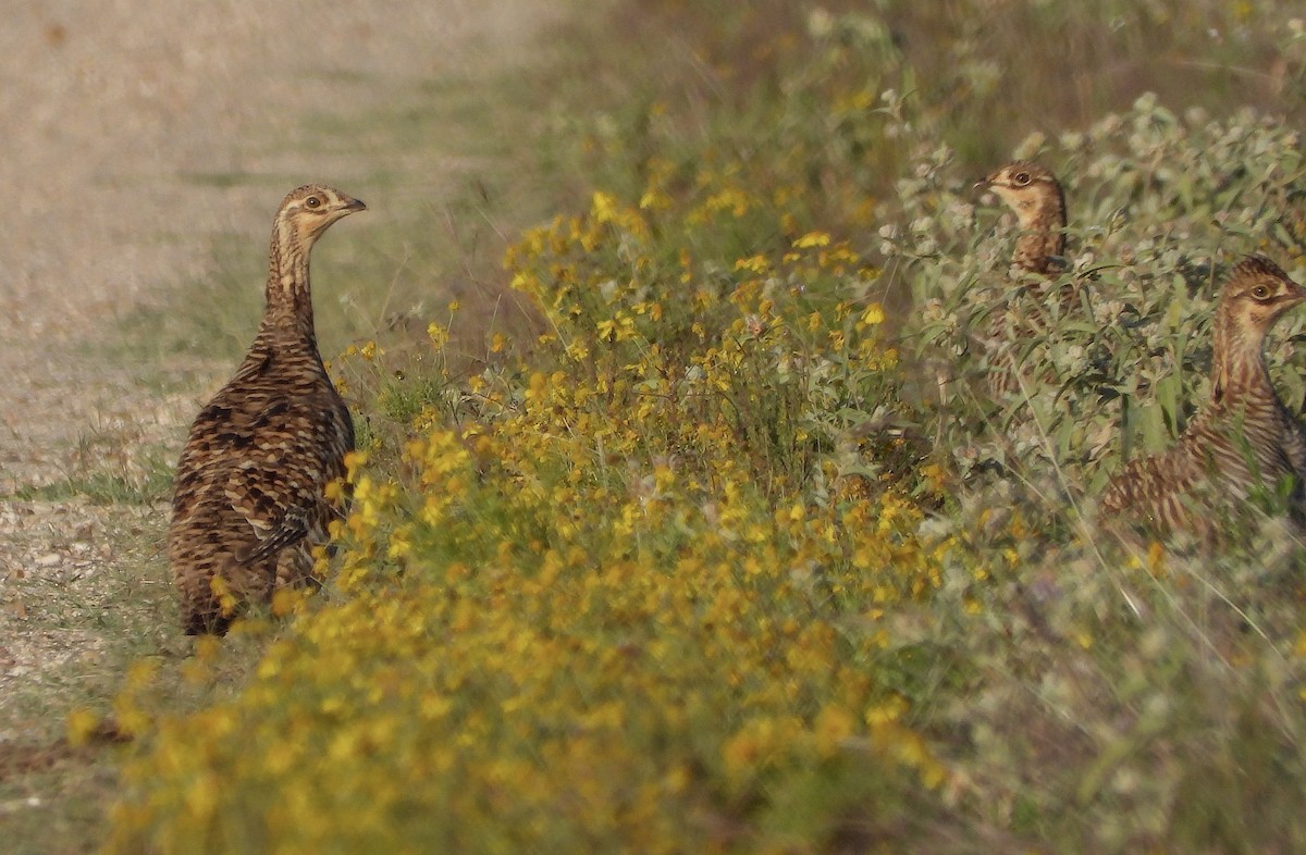 eBird Checklist - 4 Nov 2023 - Attwater Prairie-Chicken NWR—Sycamore ...
