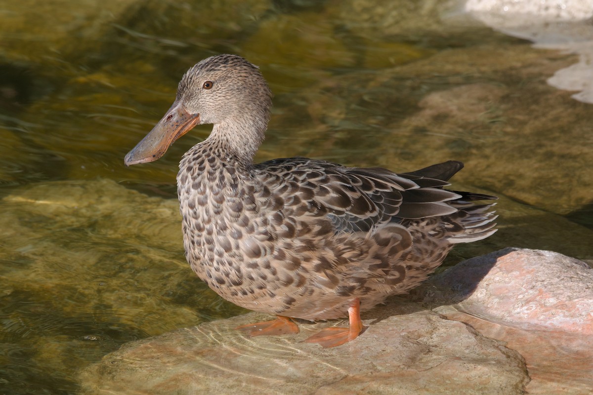 eBird Checklist - 4 Nov 2023 - Henderson Bird Viewing Preserve - 60 ...