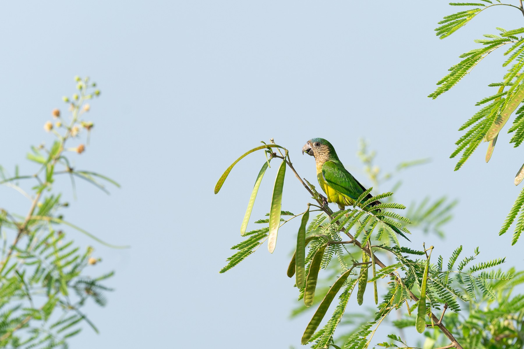 Perico Carisucio (grupo pertinax) - eBird