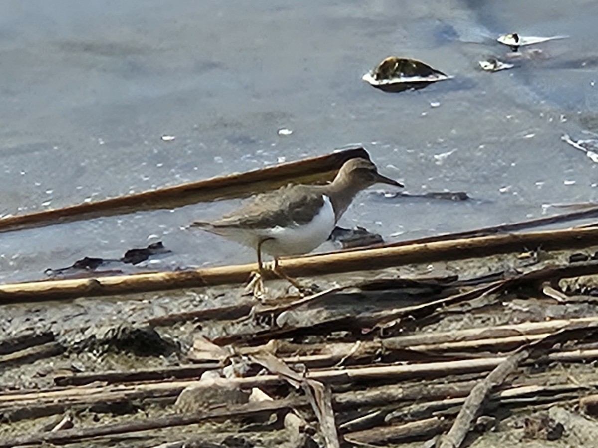eBird Checklist - 4 Nov 2023 - Andree Clark Bird Refuge - 3 species