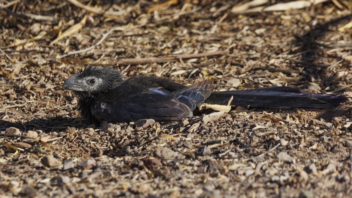 eBird Checklist - 4 Nov 2023 - Henderson Bird Viewing Preserve - 57 species