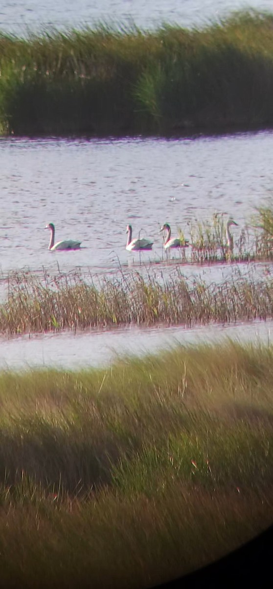 eBird Checklist - 4 Nov 2023 - GTM NERR--North Beach Access - 20 species