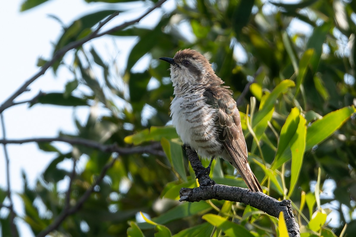 eBird Australia Checklist - 5 Nov 2023 - Warrandyte State Park--Mount ...