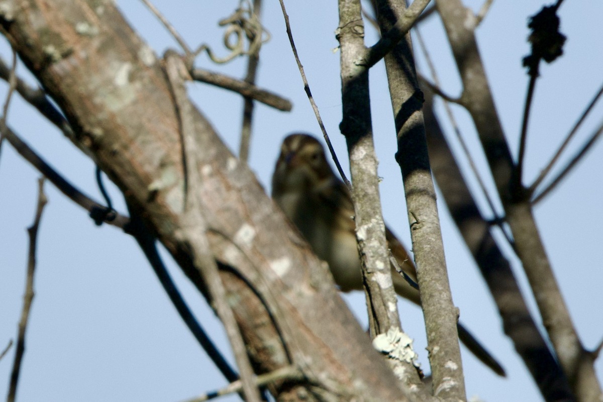 eBird Checklist - 4 Nov 2023 - Pipeline Road--Madison Co. - 23 species