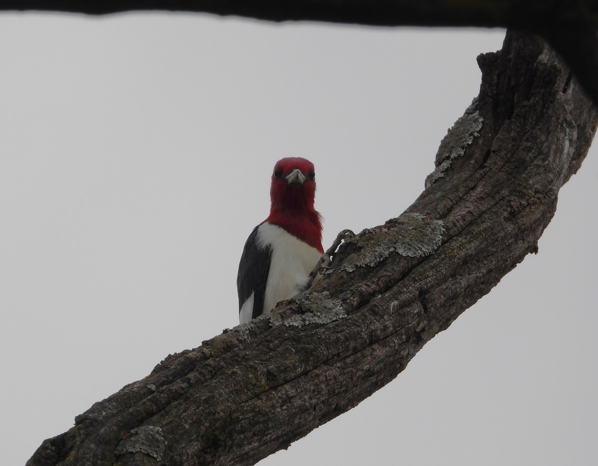 eBird Checklist - 4 Nov 2023 - 3000–3092 Munger Rd, Tipton US-MI 42. ...