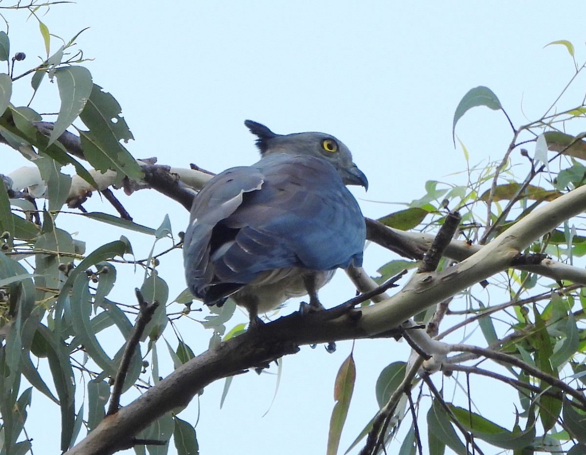 eBird Checklist - 19 Oct 2023 - Sides Rd, Julatten at -16.61806, 145. ...