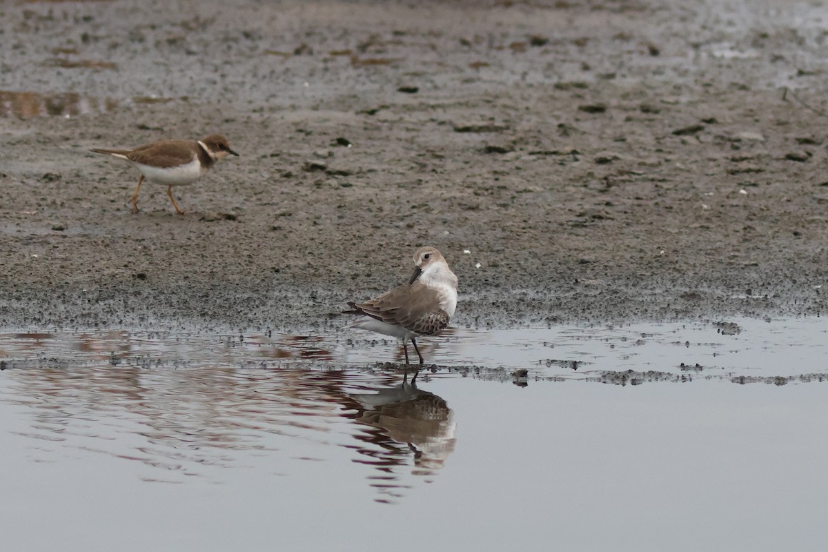 eBird Checklist - 18 Oct 2023 - 台南北門IBA--黑腹燕鷗觀察點(Beimen IBA--Whiskered Tern Watching Spot) - 29 ...