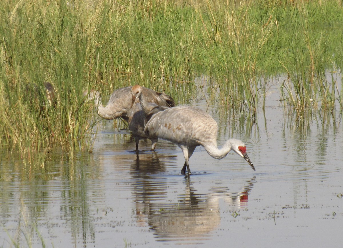 eBird Checklist - 4 Nov 2023 - Merced NWR--Auto Loop - 61 species (+1 ...