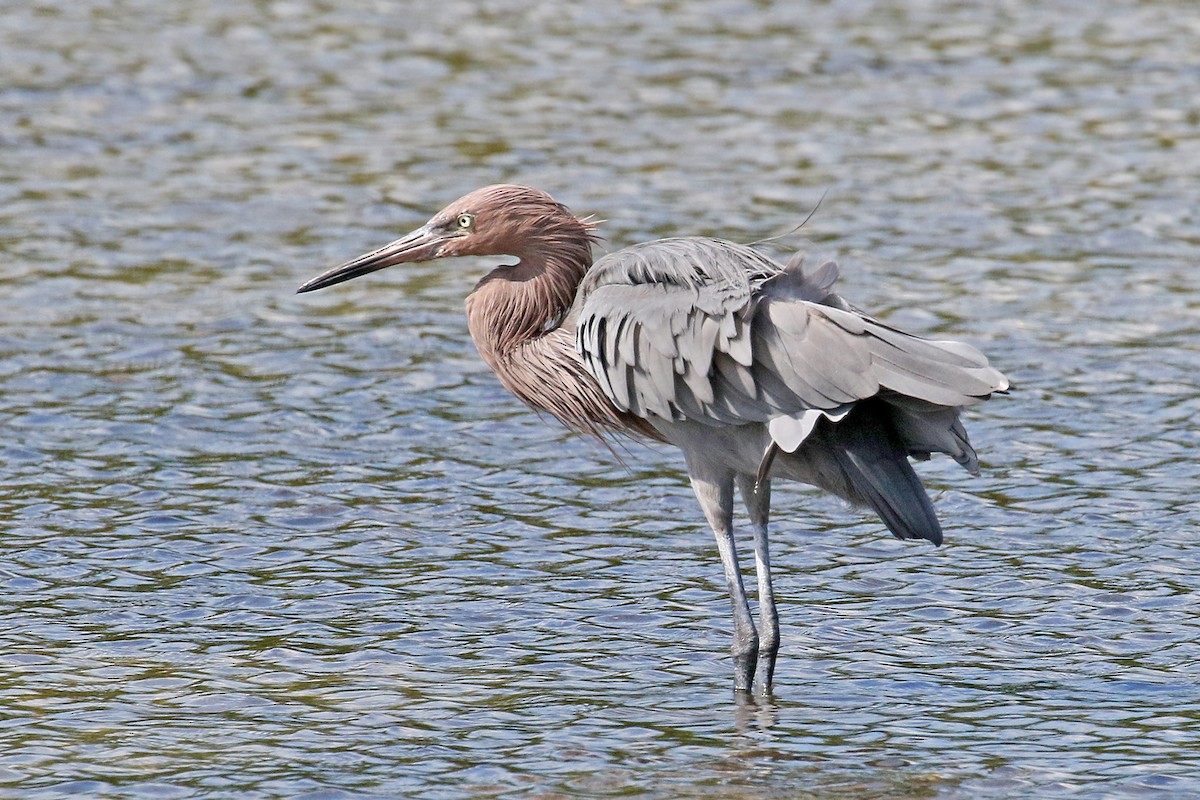 eBird Checklist - 4 Nov 2023 - Cedar Point Environmental Park - 18 species