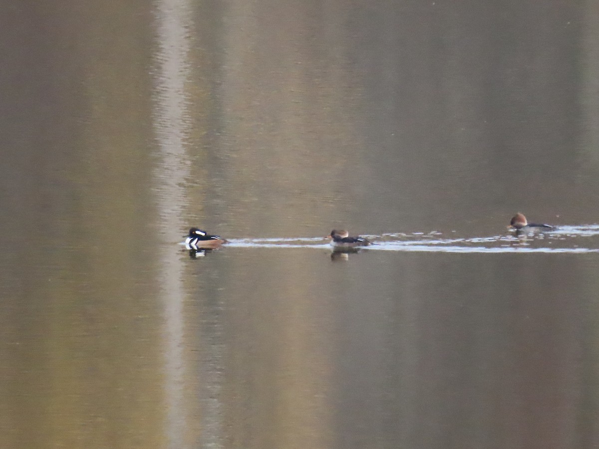 eBird Checklist - 4 Nov 2023 - Tamarack Nature Center - 21 species