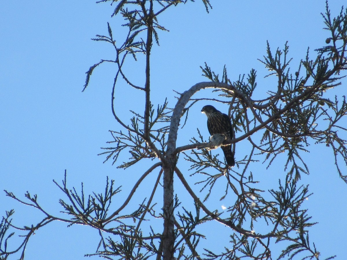 eBird Checklist - 4 Nov 2023 - Southwest Expwy - 8 species (+1 other taxa)
