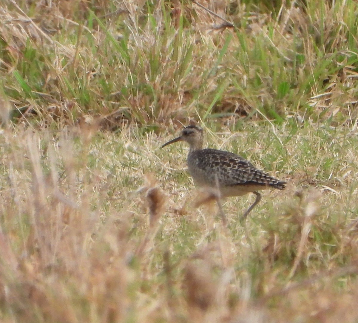 eBird Checklist - 5 Nov 2023 - Newell Rd - 4 species