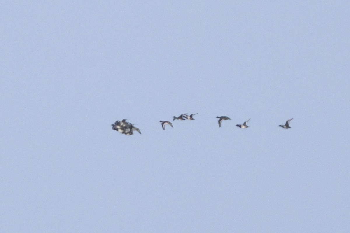 eBird Checklist - 4 Nov 2023 - Boynton Beach Inlet Park - 15 species ...