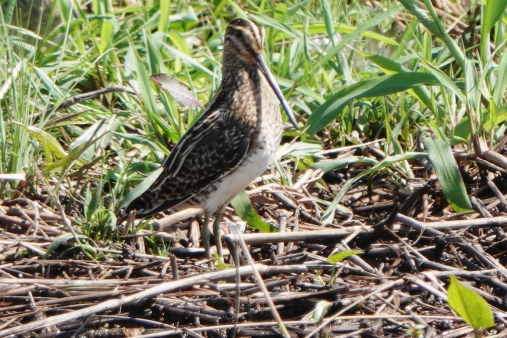 eBird Checklist - 23 Oct 2023 - Ulu Temburong NP (general area) - 51 ...