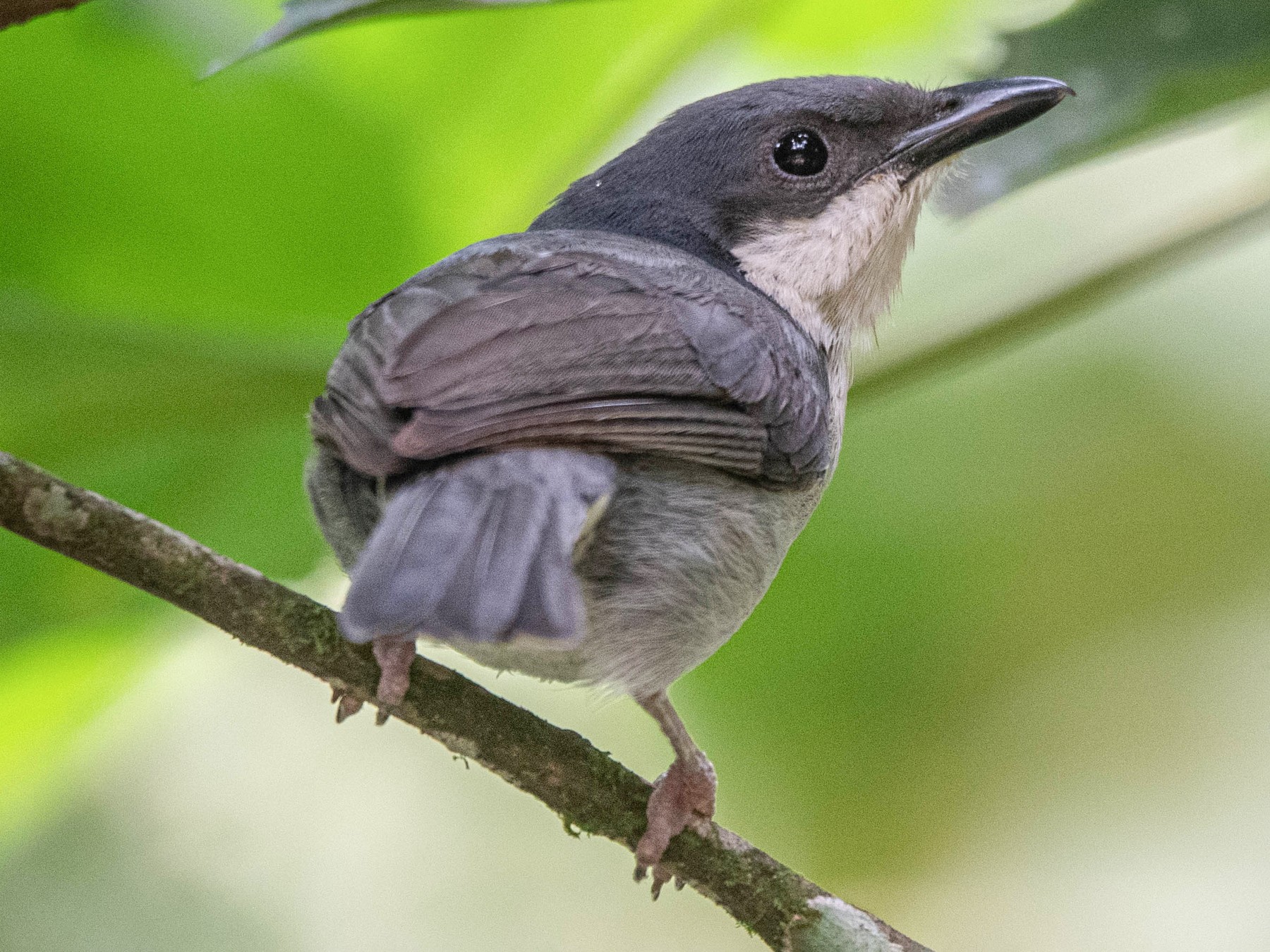 Pink-footed Puffback - eBird