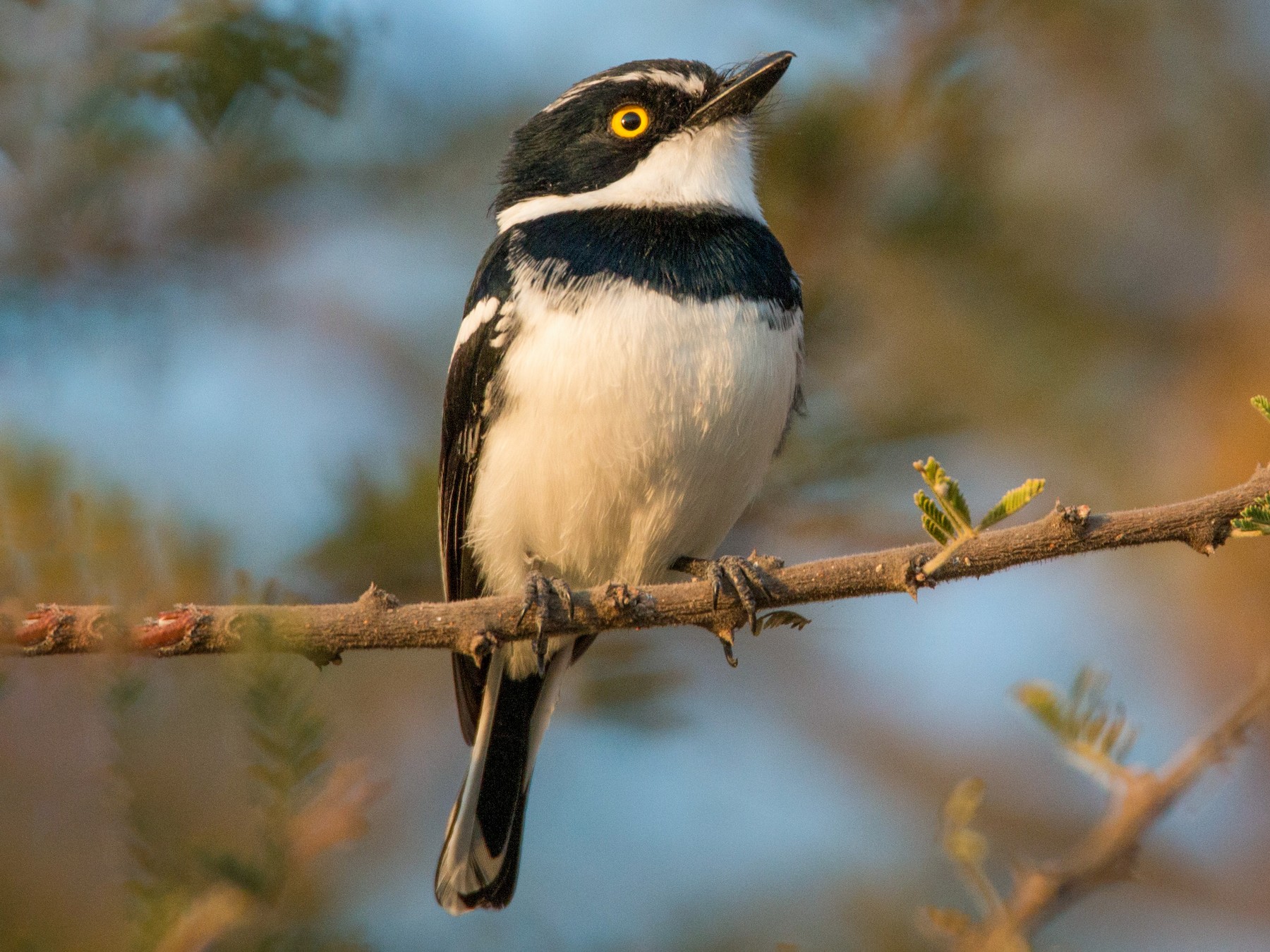 Western Black-headed Batis - eBird