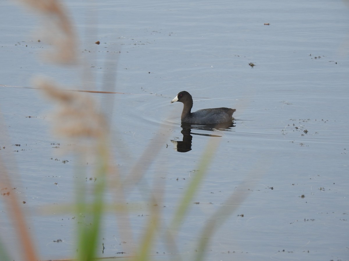 eBird Checklist - 5 Nov 2023 - **Back Bay NWR - 27 species
