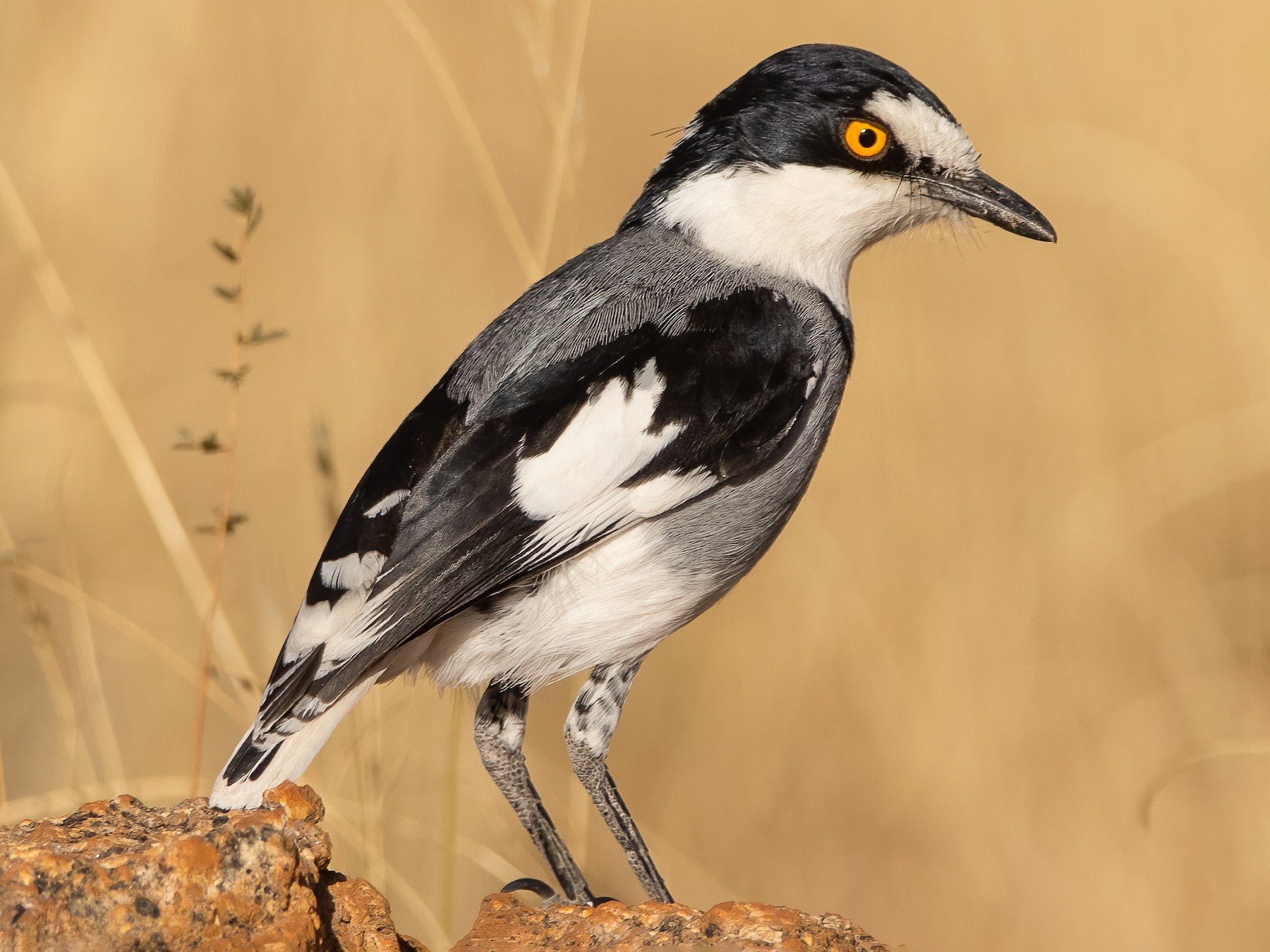 White-tailed Shrike - eBird