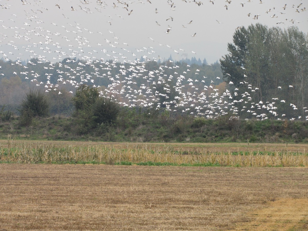 eBird Pacific Northwest Checklist - 1 Nov 2023 - Frenchman's Bar ...