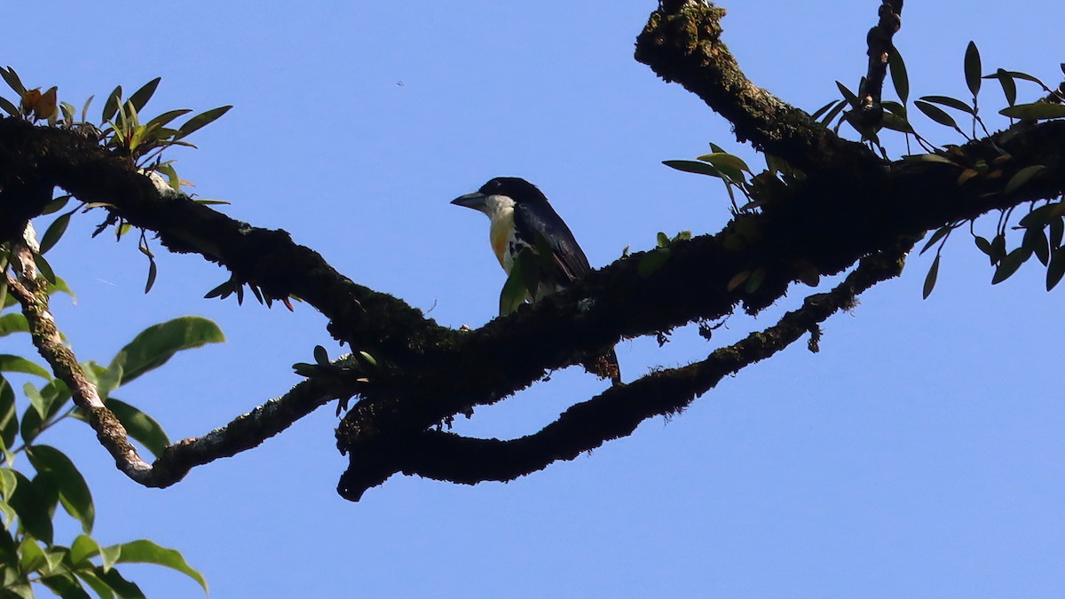 eBird Checklist - 16 Oct 2023 - Chorro Macho - 6 species