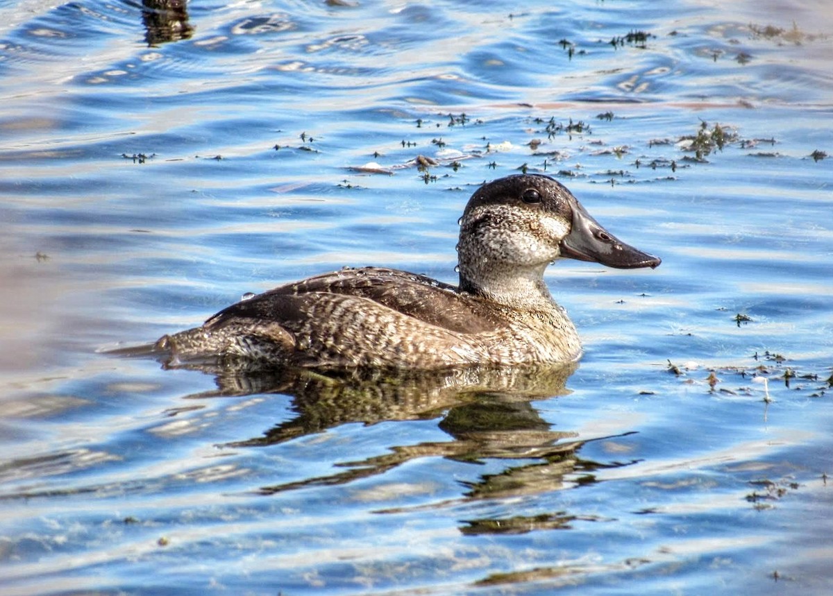 eBird Checklist - 5 Nov 2023 - A1-FEB - 33 species (+1 other taxa)