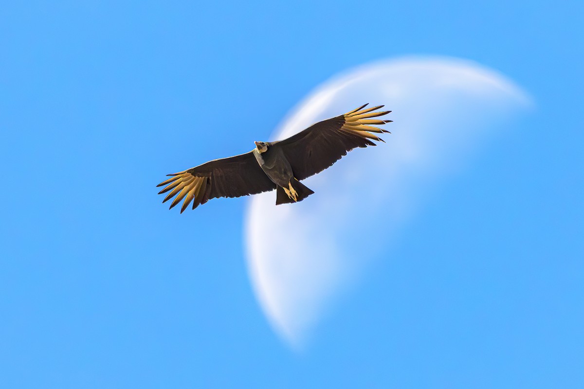 eBird Checklist - 5 Nov 2023 - El Rio Open Space Preserve - 11 species