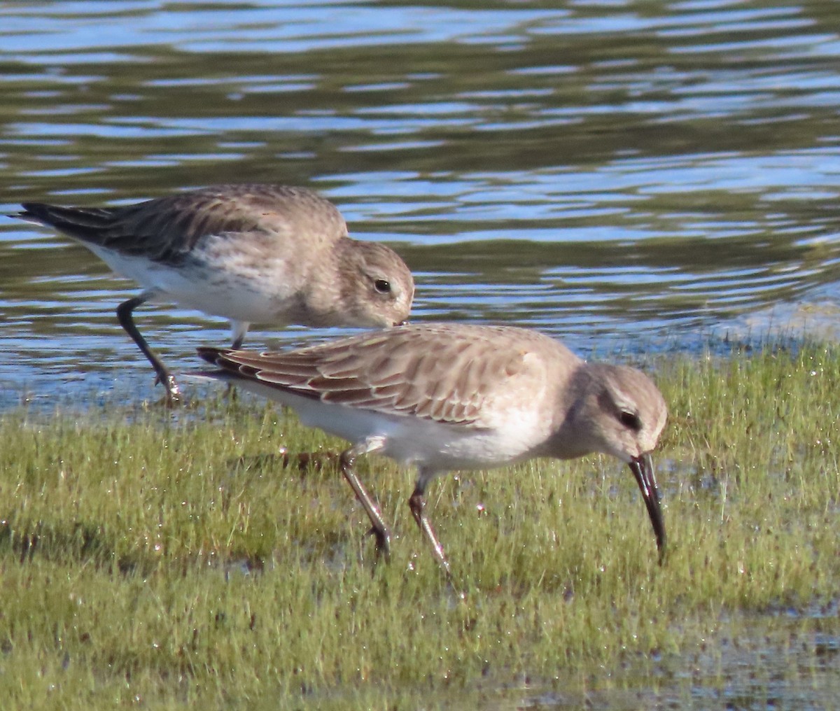 eBird Checklist - 5 Nov 2023 - Point of Pines, Lake Wentworth - 5 species