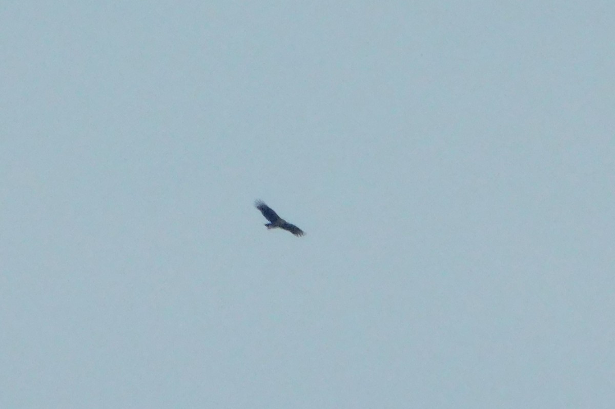 eBird Checklist - 5 Nov 2023 - Chimney Rock Hawk Watch - 28 species (+4 ...