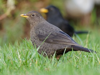 Tibetan Blackbird - eBird