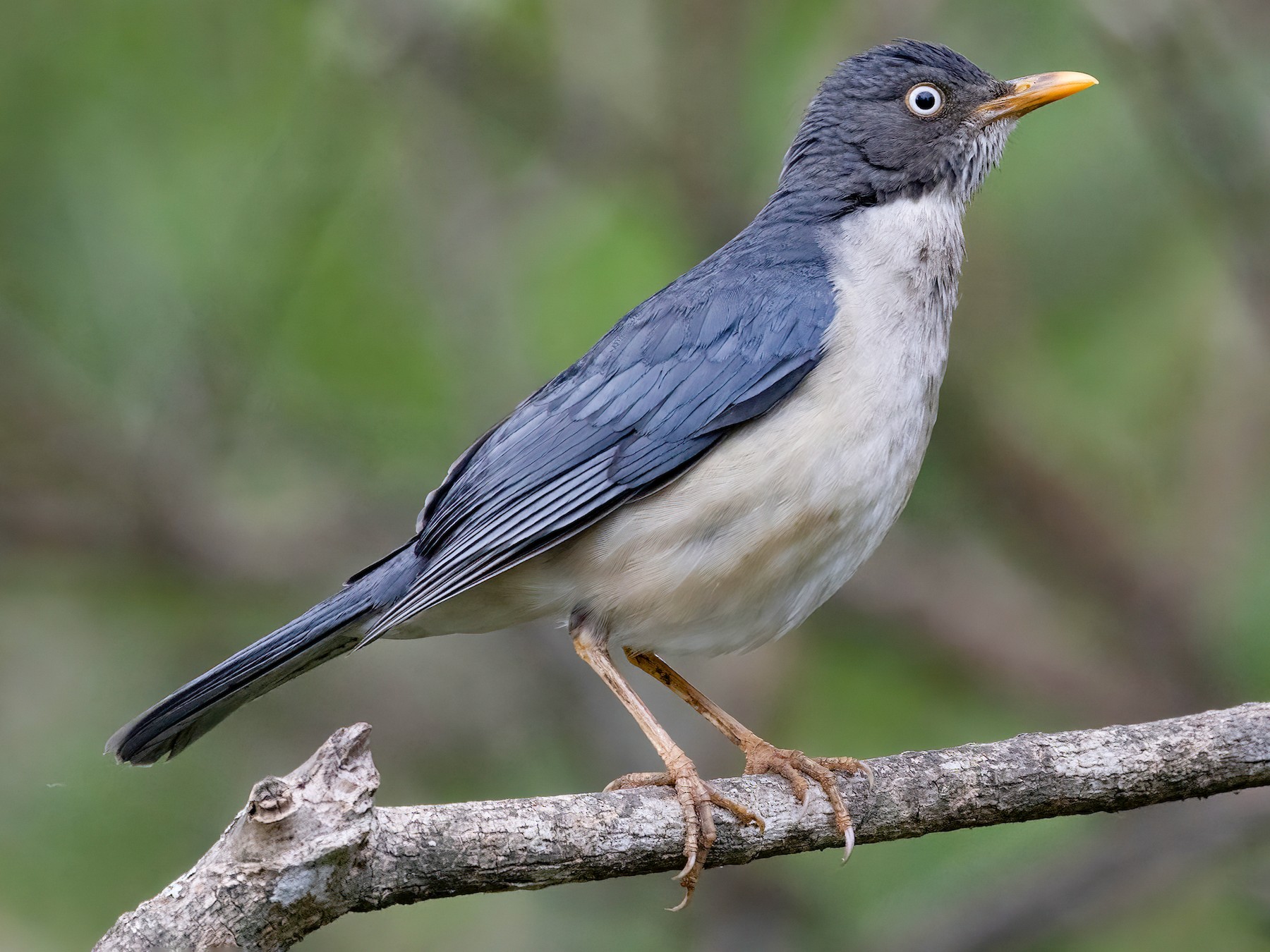 Plumbeous-backed Thrush - eBird