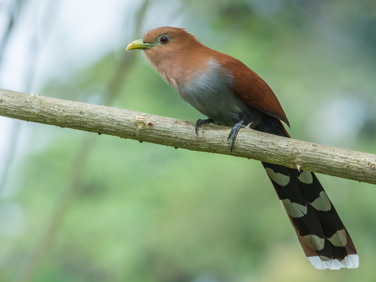Common Squirrel-Cuckoo - Piaya cayana - Birds of the World