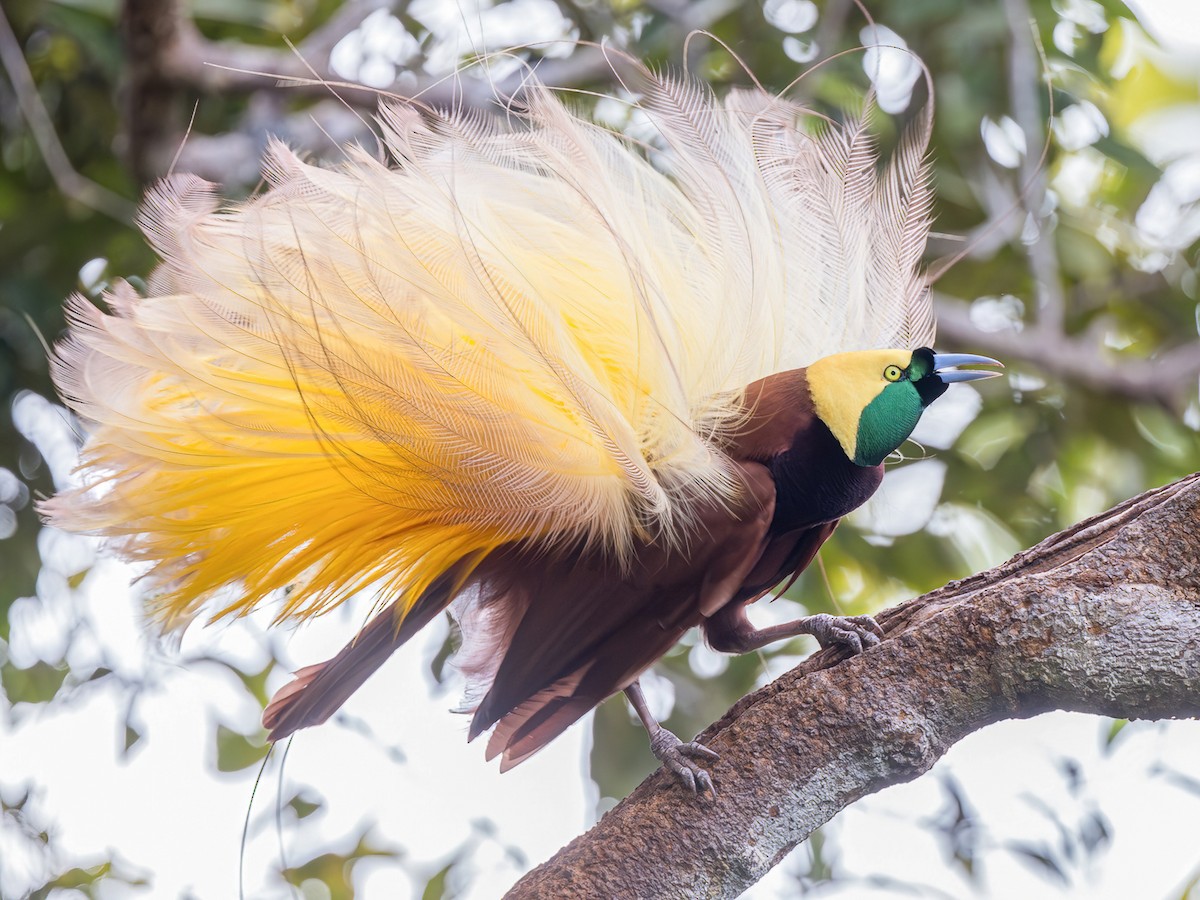 Greater Bird-of-Paradise - Paradisaea apoda - Birds of the World
