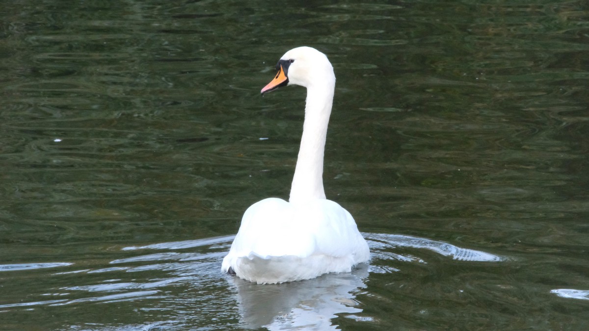 eBird Checklist - 31 Oct 2023 - Regent's Park (please do not list ...