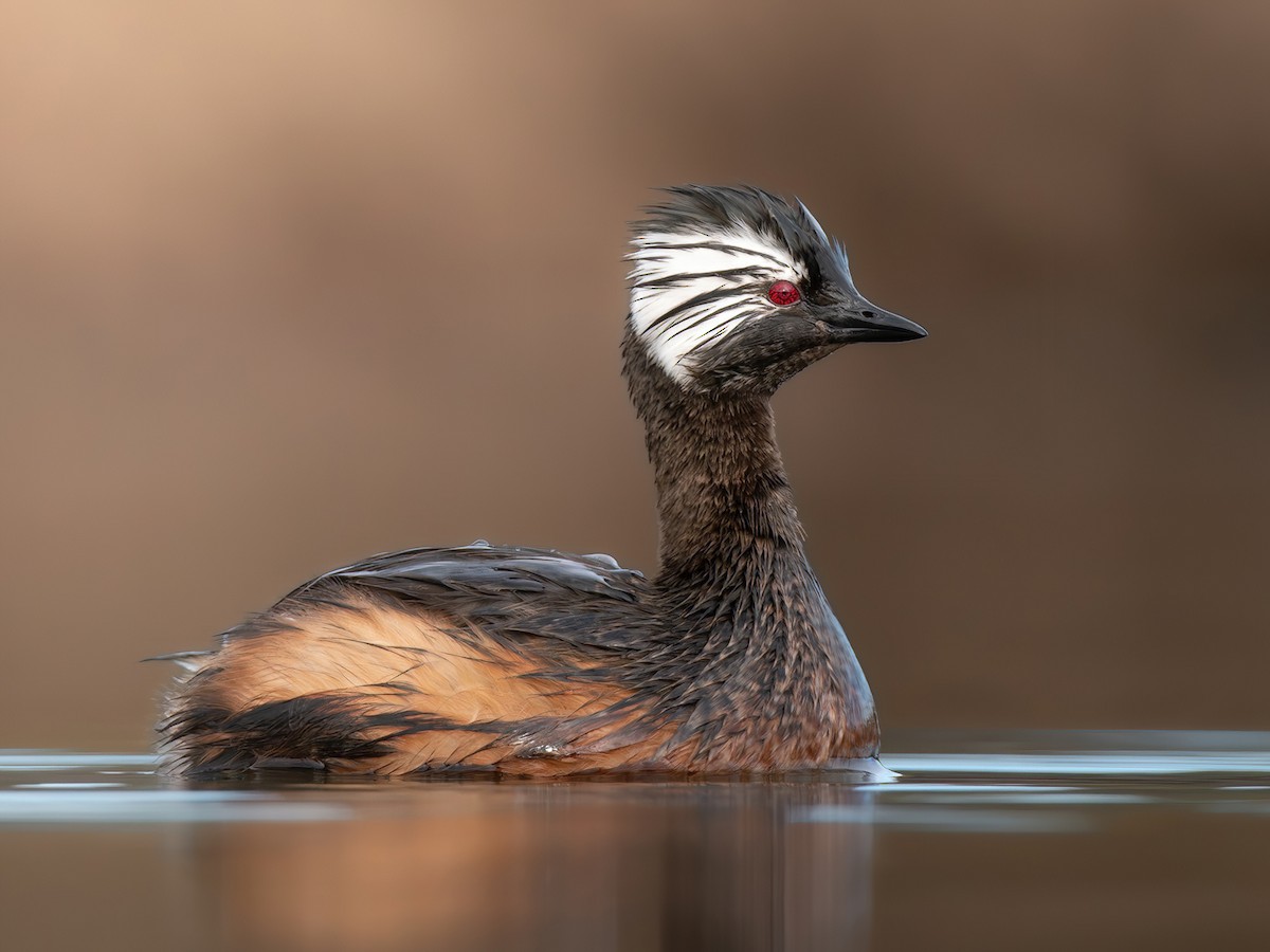 White-tufted Grebe - Rollandia rolland - Birds of the World