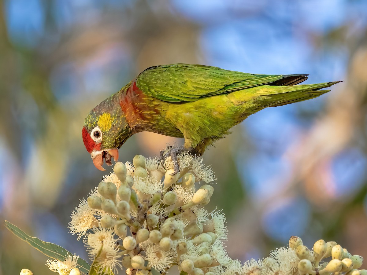 Varied Lorikeet - Psitteuteles versicolor - Birds of the World