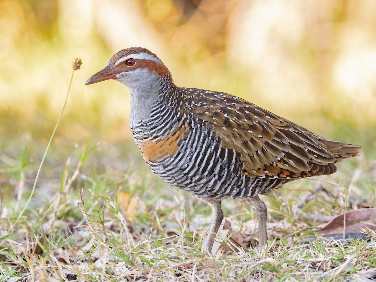 Buff-banded Rail - Gallirallus philippensis - Birds of the World
