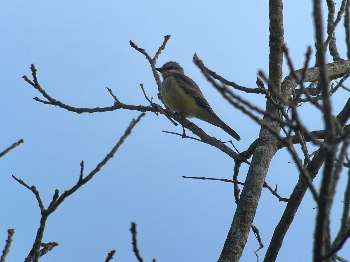 New Jersey eBird Checklist - 5 Nov 2023 - Spruce Run Recreation Area ...