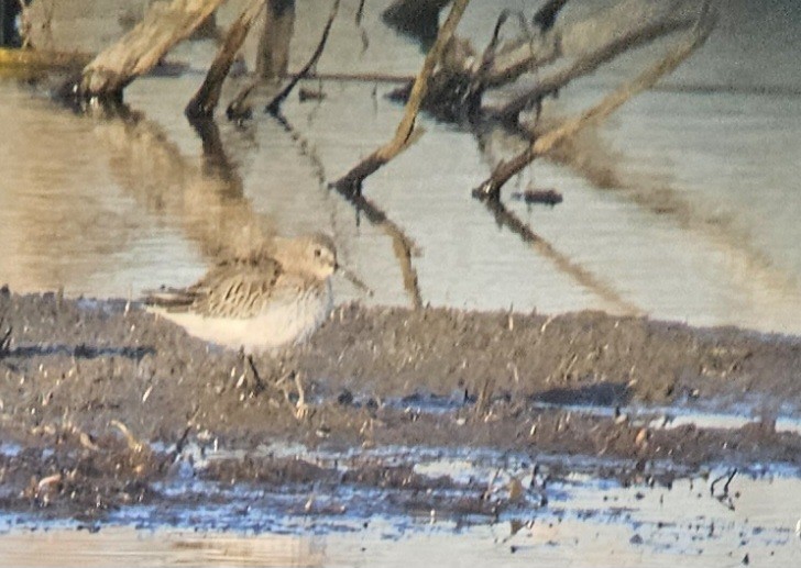 eBird Québec Checklist - 4 Nov 2023 - Canards Illimités, Marais 6 et 7 ...