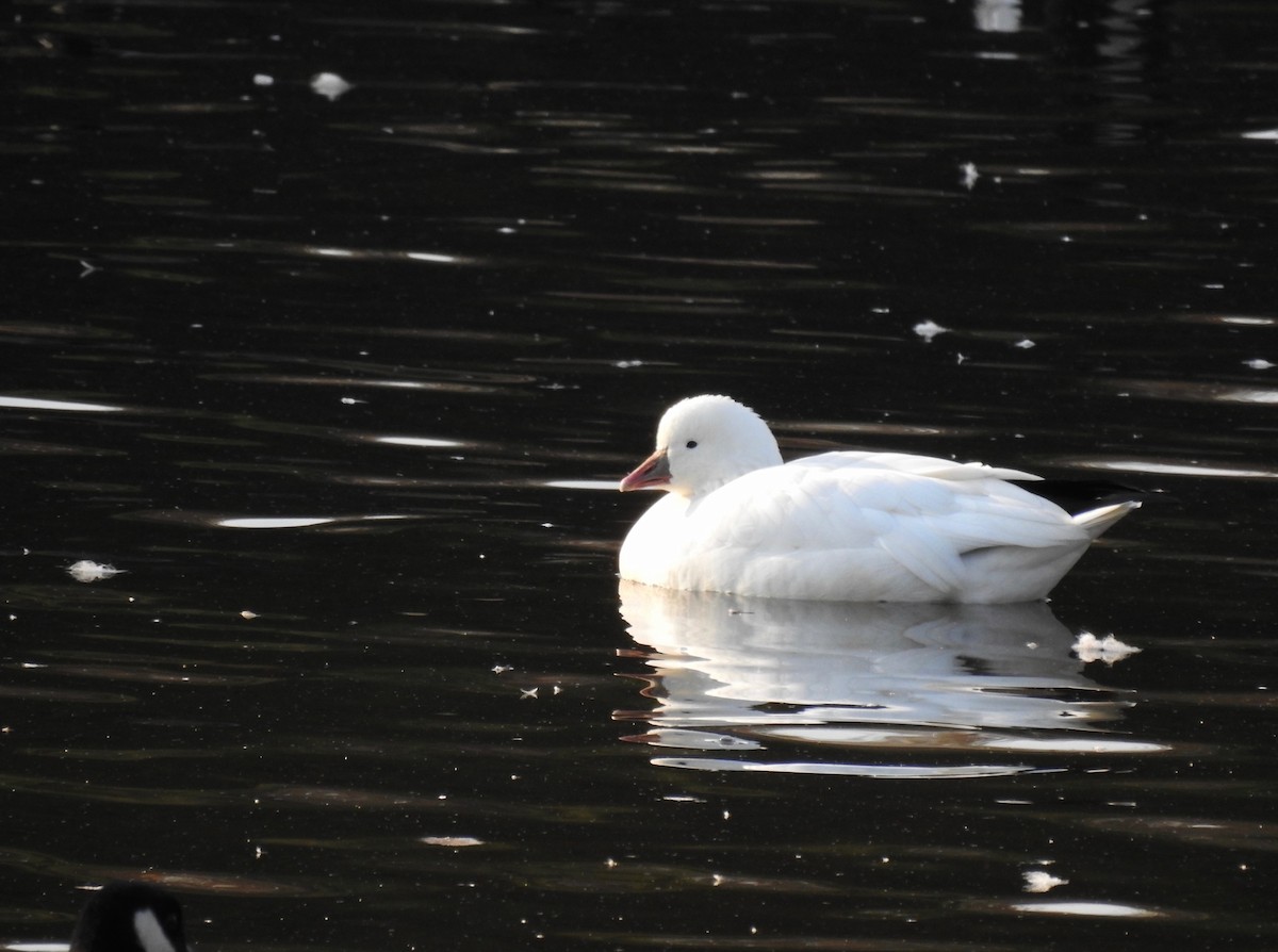 eBird Checklist - 5 Nov 2023 - 2 Skeba Drive - 4 species