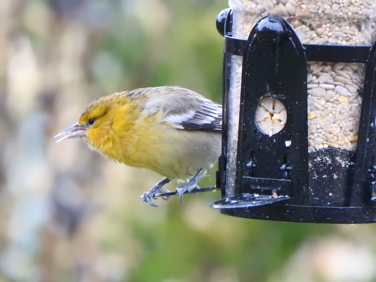 eBird Checklist - 5 Nov 2023 - Island View Drive - 6 species (+2 other ...