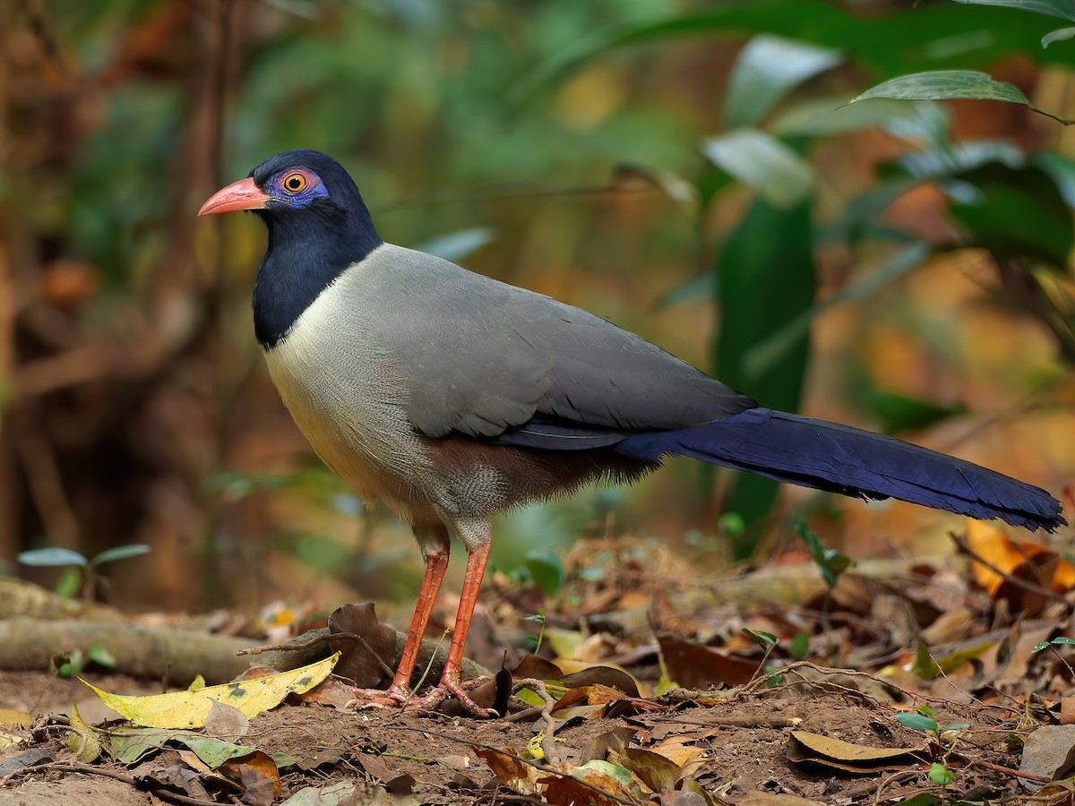 Coral-billed Ground-Cuckoo - Carpococcyx renauldi - Birds of the World