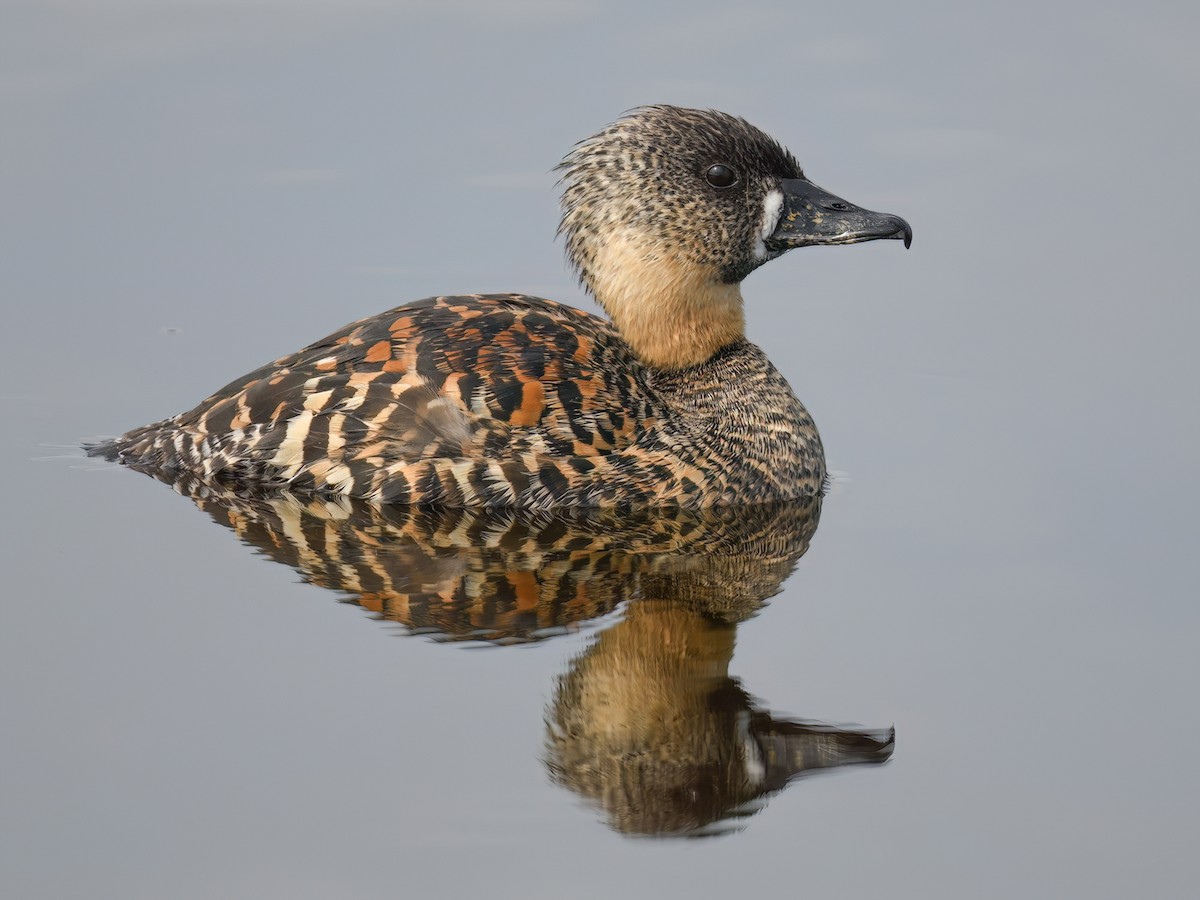 White-backed Duck - Thalassornis leuconotus - Birds of the World