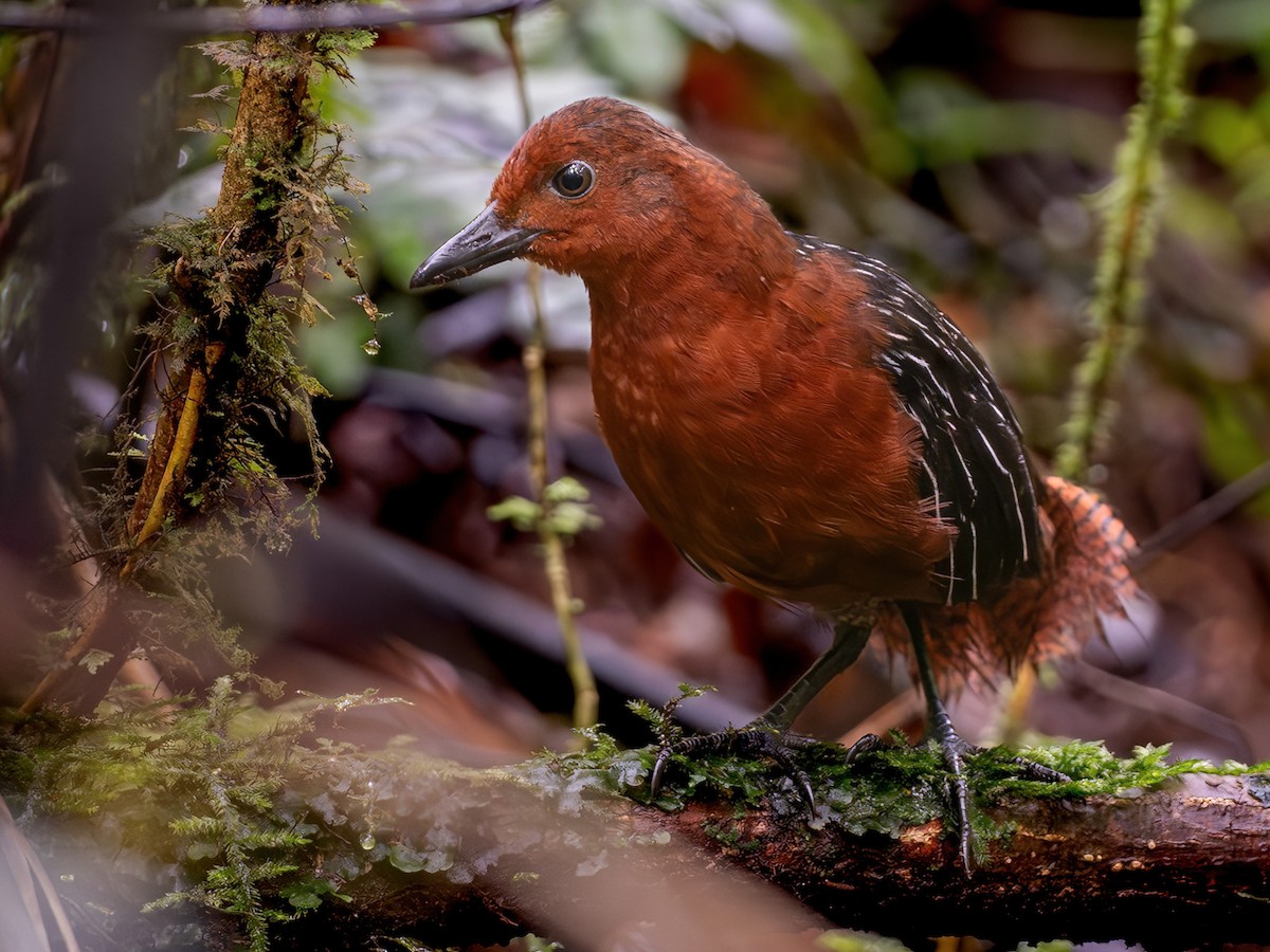 White-striped Forest Rail - Rallicula leucospila - Birds of the World