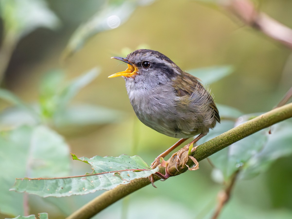 Javan Tesia - Tesia superciliaris - Birds of the World