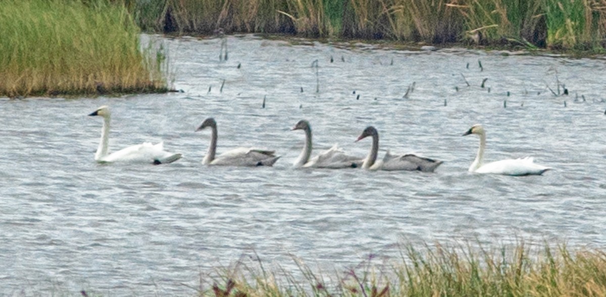 eBird Checklist - 4 Nov 2023 - GTM NERR--North Beach Access - 21 species