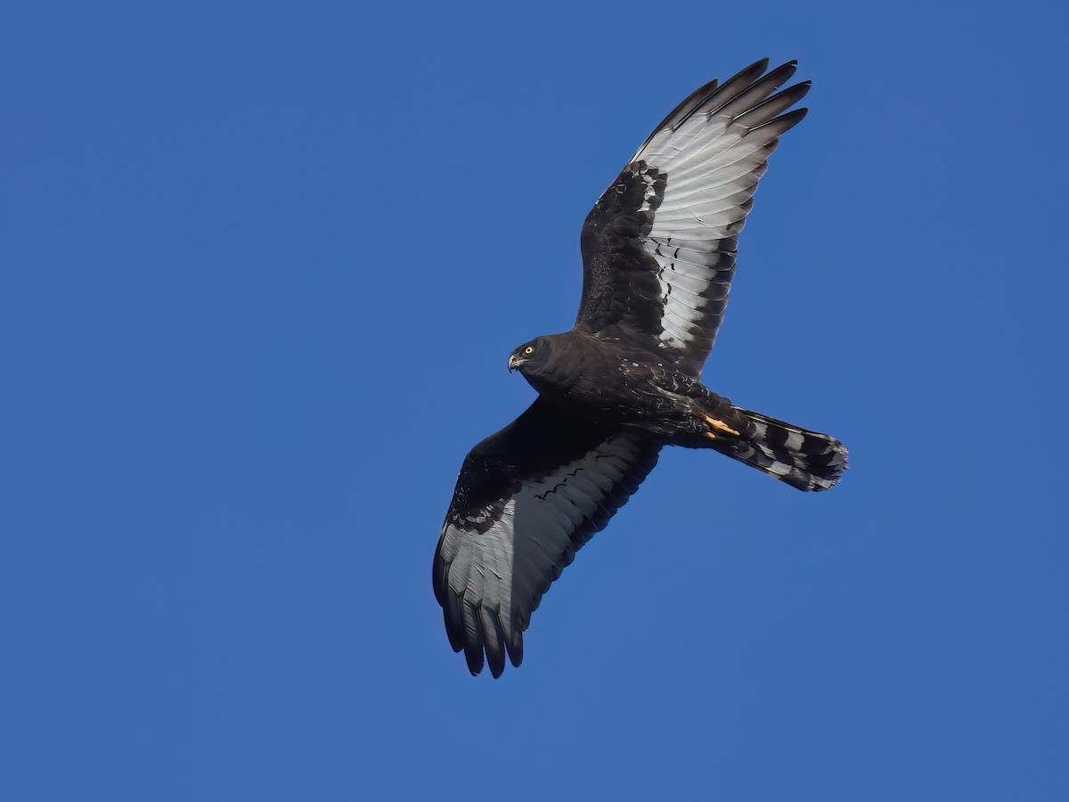 Black Harrier - Circus maurus - Birds of the World