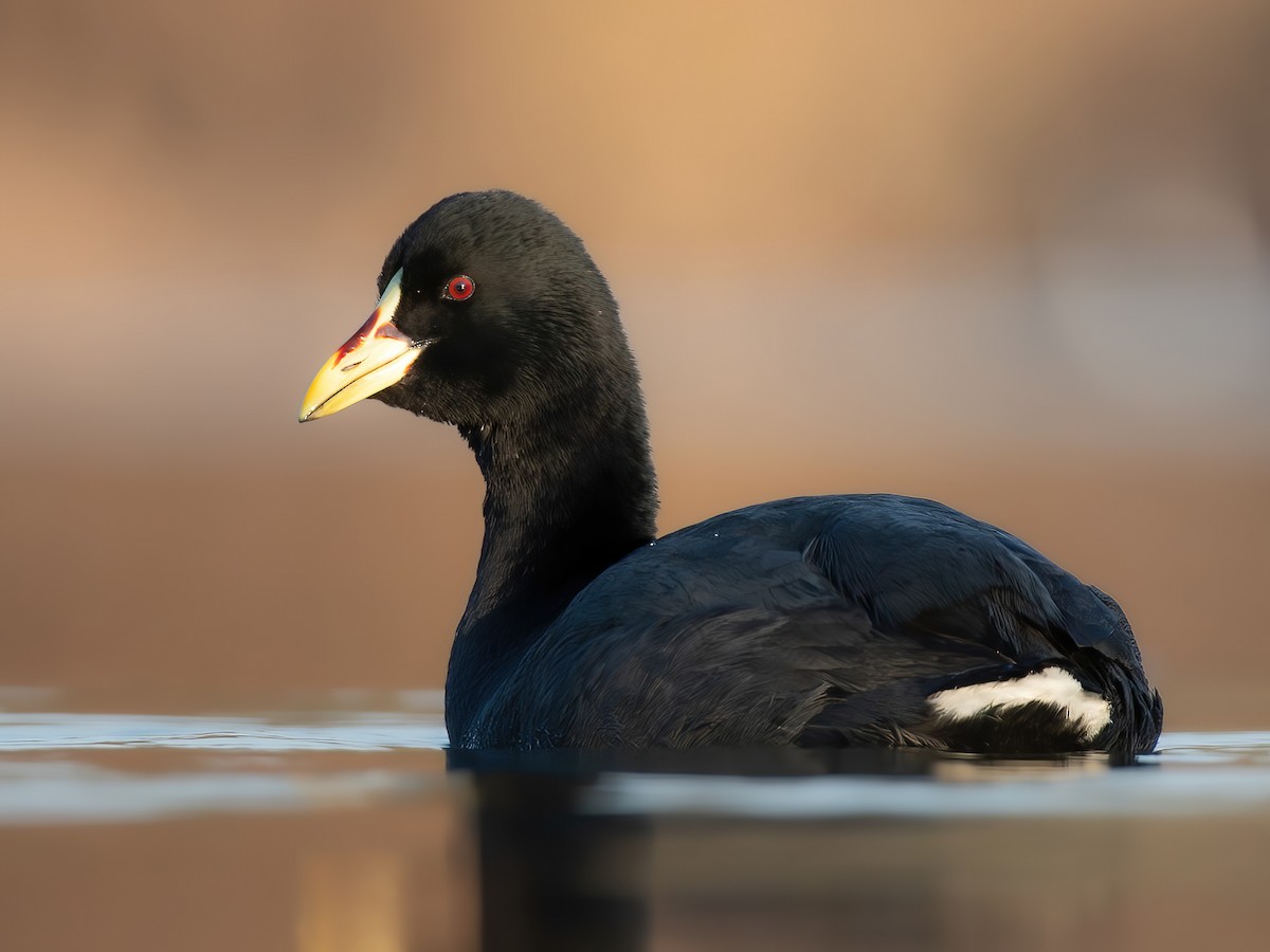 Red-gartered Coot - Fulica armillata - Birds of the World