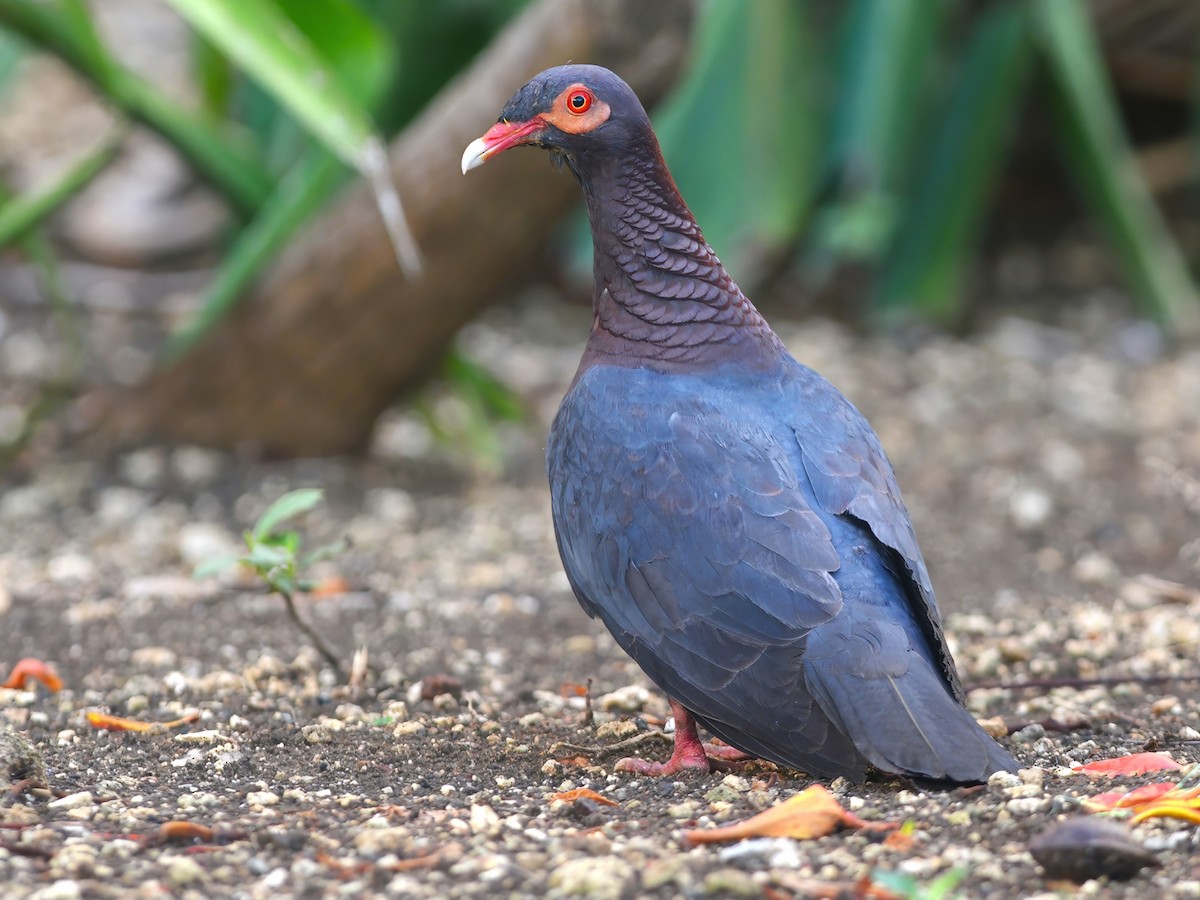 Scaly-naped Pigeon - Patagioenas squamosa - Birds of the World